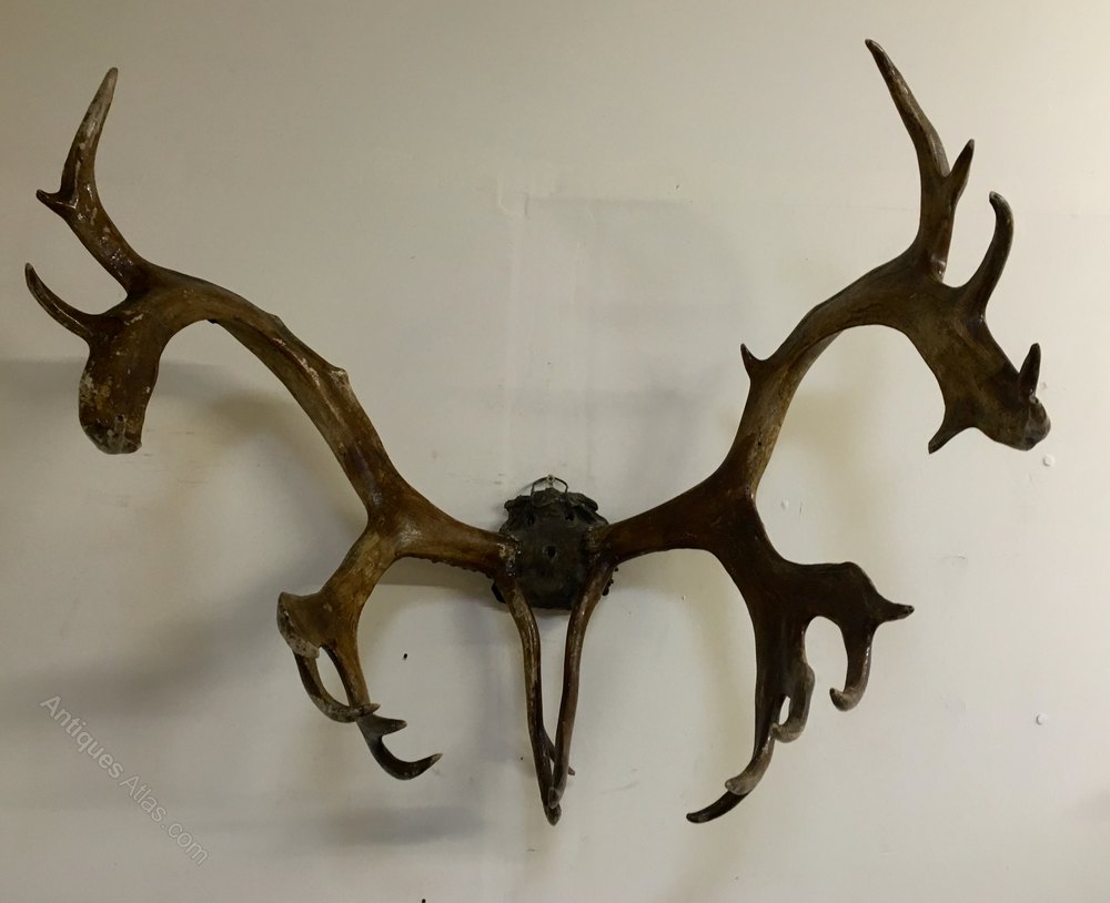 Antiques Atlas Large Reindeer Antlers