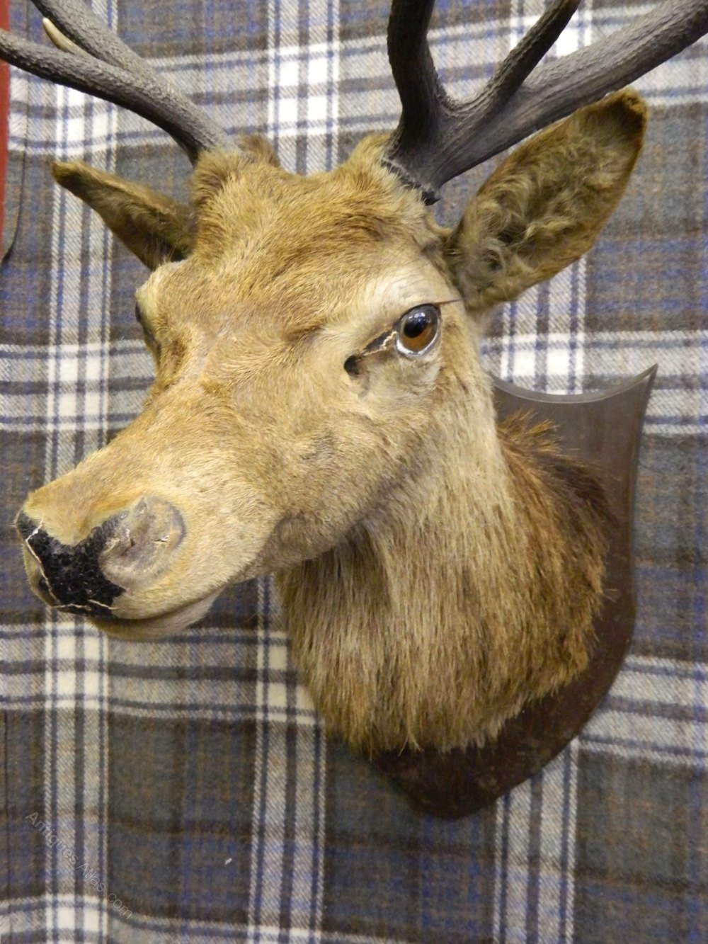 Antiques Atlas - Taxidermy Royal Stags Head as136a1450 / ath2373