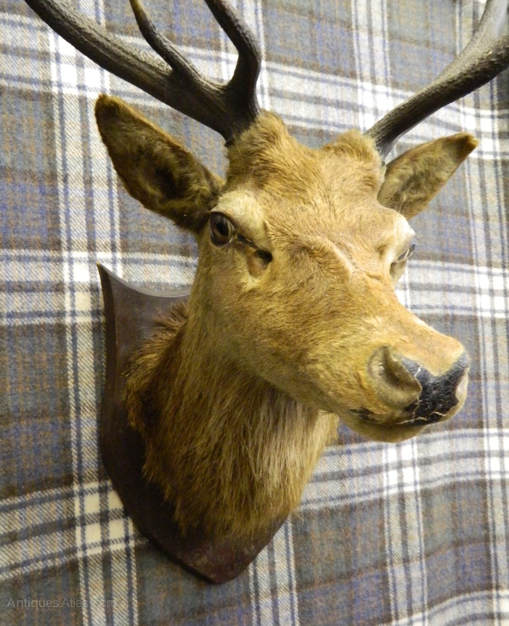 Antiques Atlas - Taxidermy Royal Stags Head as136a1450 / ath2373