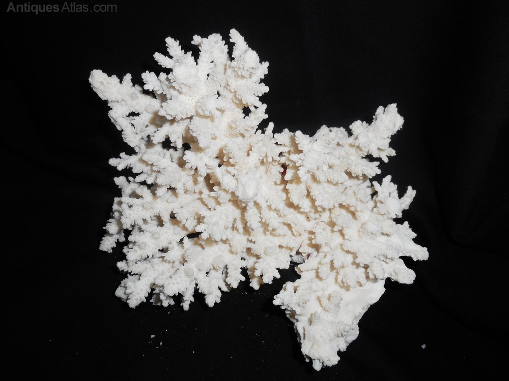 Antiques Atlas - Natural Coral Specimen