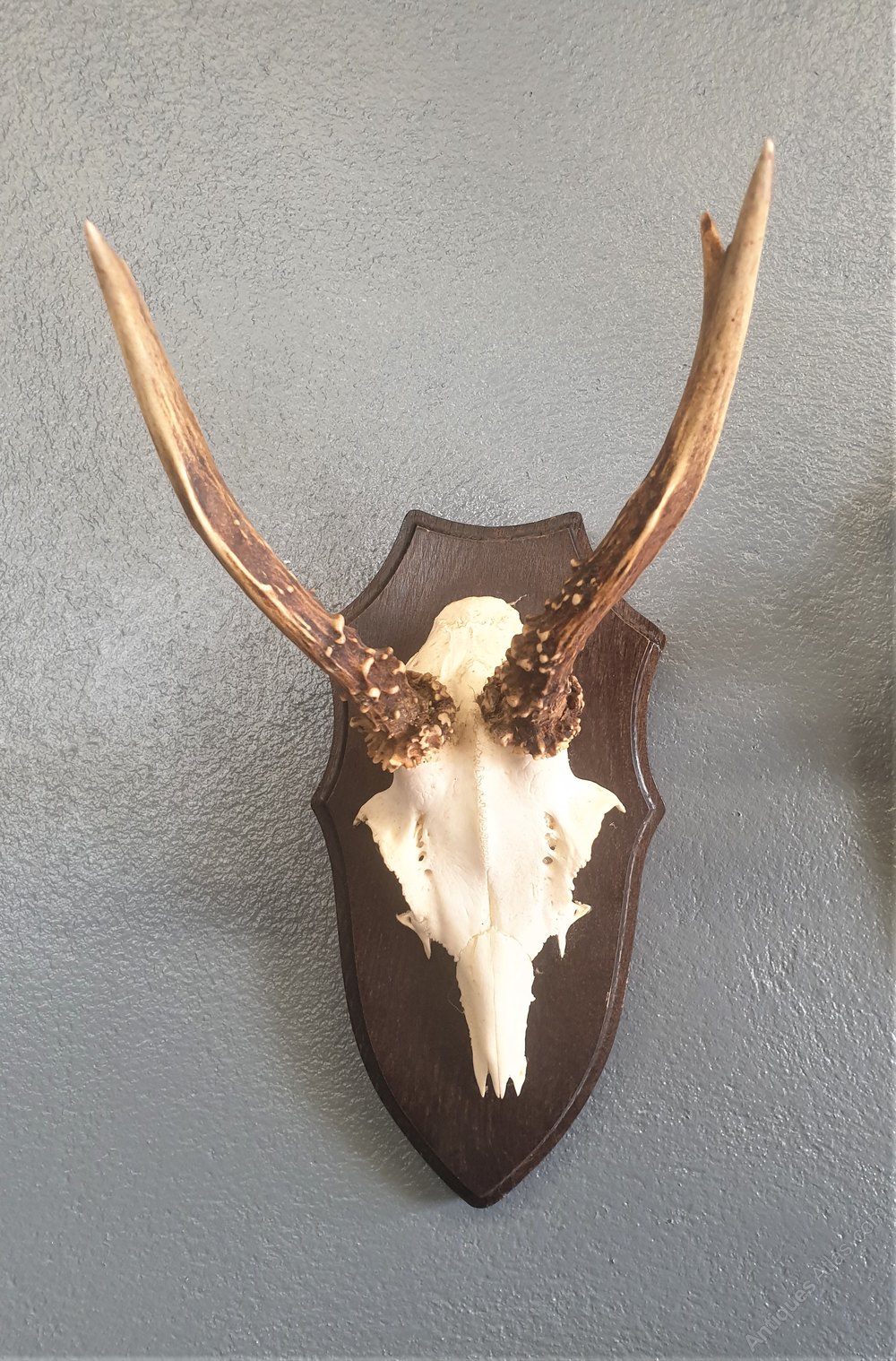 Antiques Atlas - Set Of 5 Roe Deer Antlers