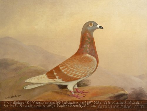 Antiques Atlas - Pigeon Portrait By Edward Henry Windred 1875-1953
