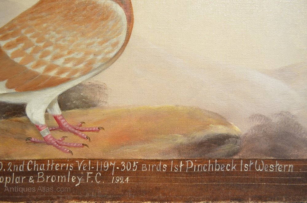 Antiques Atlas - Pigeon Portrait By Edward Henry Windred 1875-1953