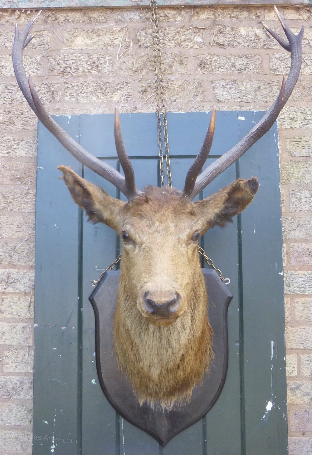 Antiques Atlas - Antique Taxidermy Stags Head By Roland Ward