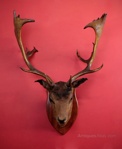 Antiques Atlas - Early 20th.c. Fallow Deer Stag’s Head C.1930