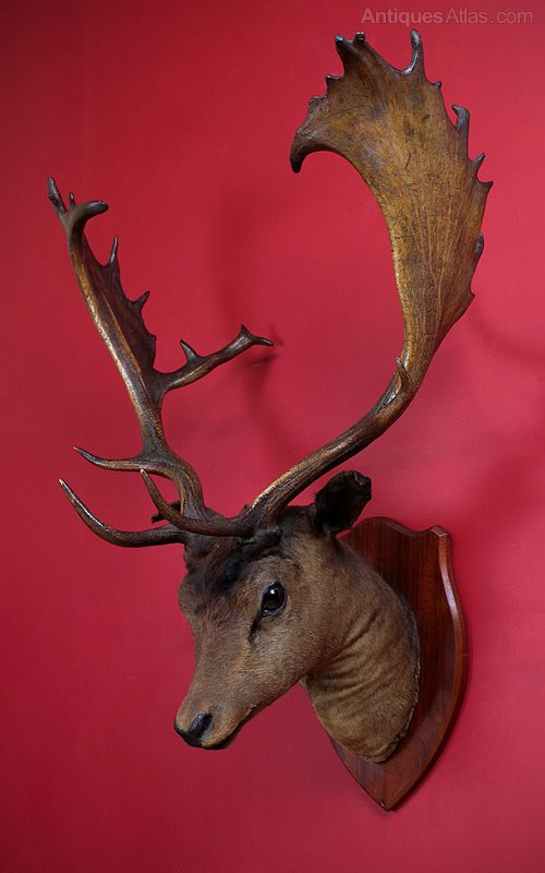 Antiques Atlas - Early 20th.c. Fallow Deer Stag’s Head C.1930