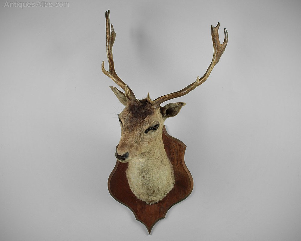 Antiques Atlas - Early 20th.c Taxidermy Fallow Deer Stag’s Head ...