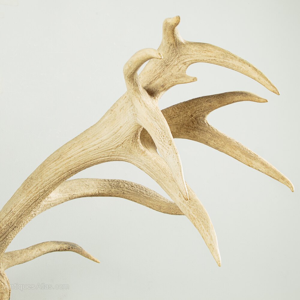 Antiques Atlas - Large Set Of Mounted Stag's Antlers C.1950 ac049a10638 ...