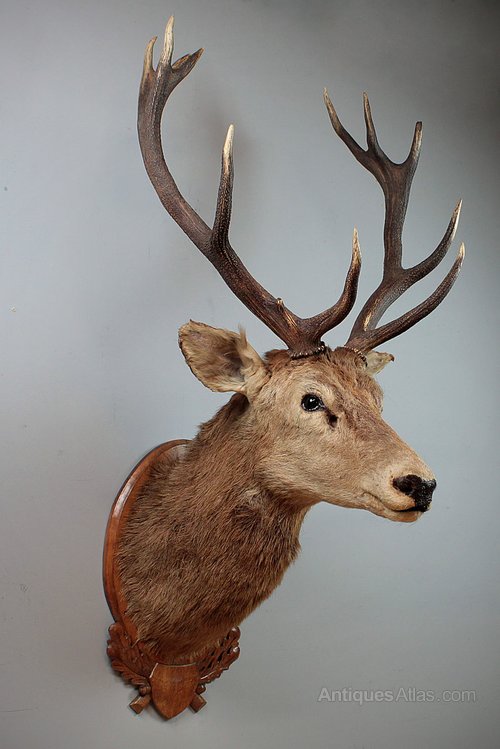 Antiques Atlas - Large Taxidermy Royal Stag’s Head C.1930. ac049a5481 ...