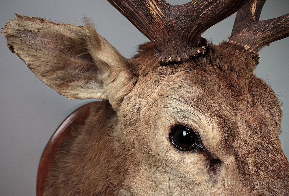 Antiques Atlas - Large Taxidermy Royal Stag’s Head C.1930. ac049a5481 ...