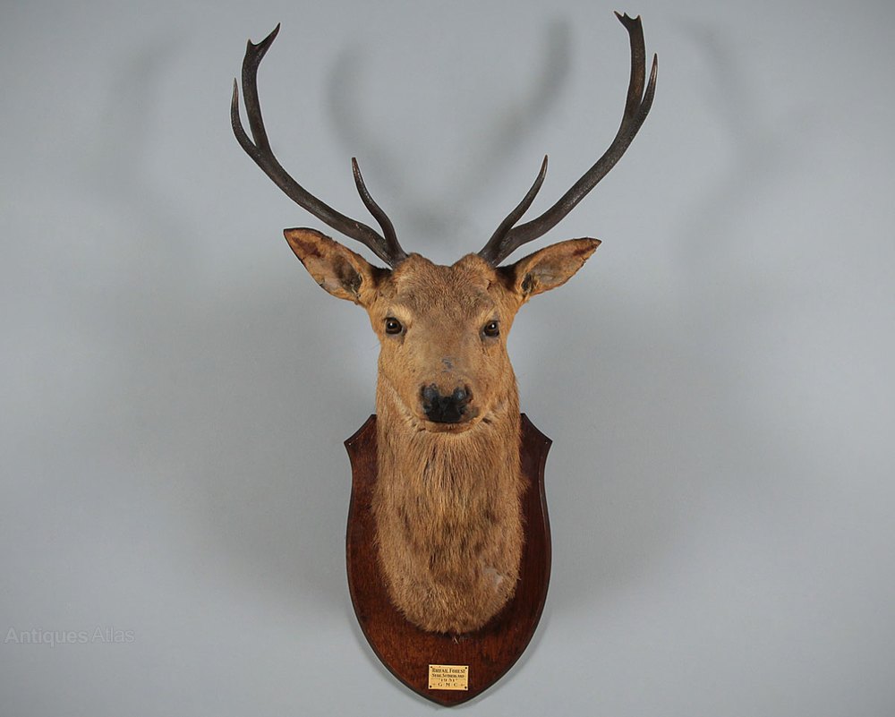 Antiques Atlas - Scottish Highland Stag's Head Dated 1931.