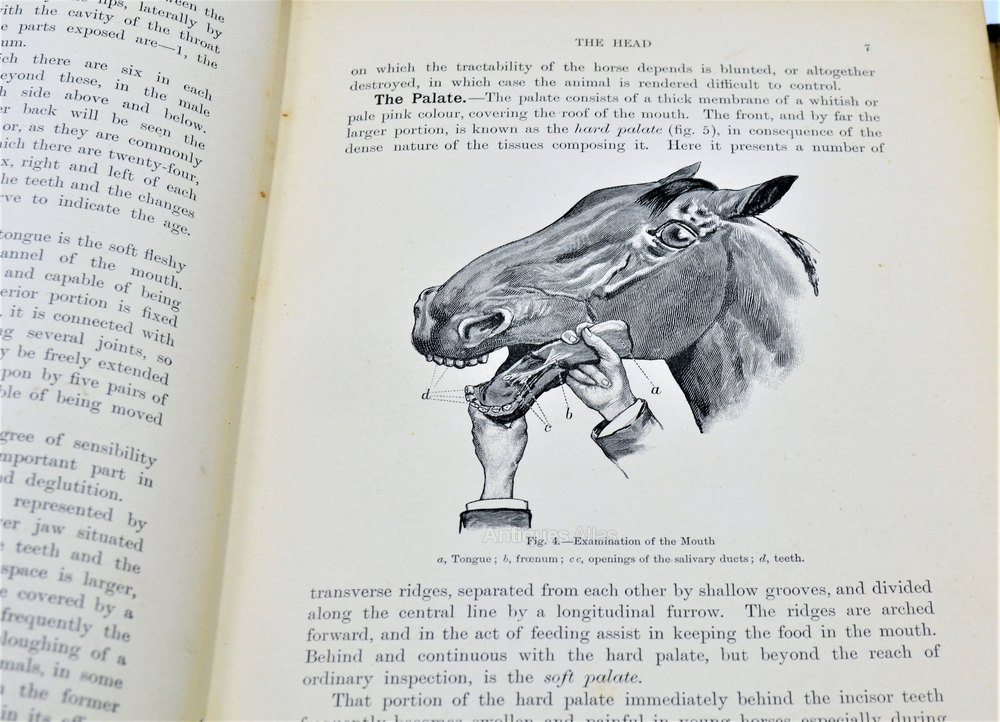 Antiques Atlas - Horse Its Treatment Health Disease 9 Books Wortley as963a108