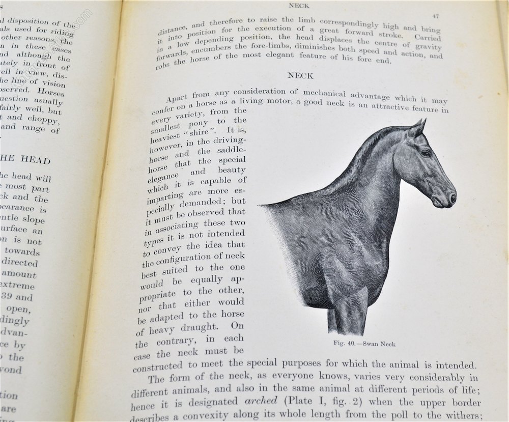 Antiques Atlas - Horse Its Treatment Health Disease 9 Books Wortley as963a108