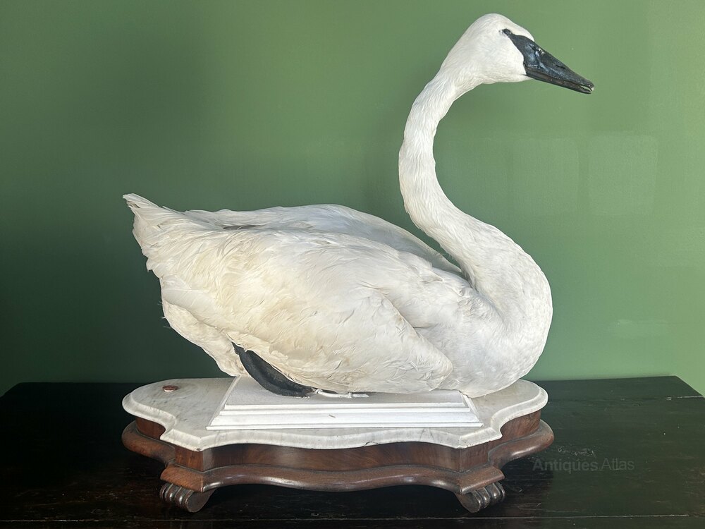 Antiques Atlas - Vintage Taxidermy Swan On Marble & Mahogany Base ...