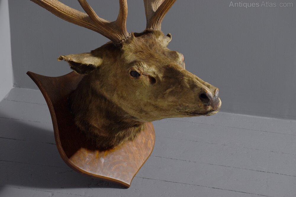 stag head real