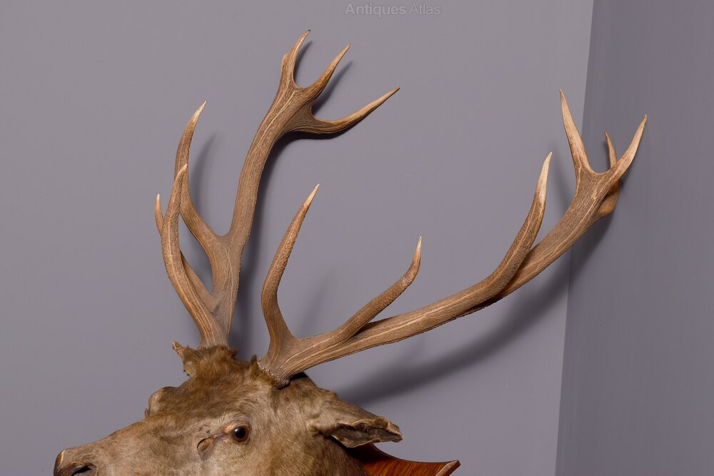 Antiques Atlas - Massive Scottish Red Deer Stag Taxidermy Head ...