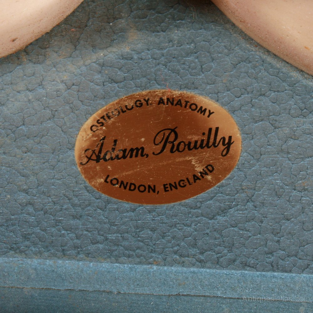 Antiques Atlas - Adam Rouilly Anatomical Model as102a6041 / 8315A