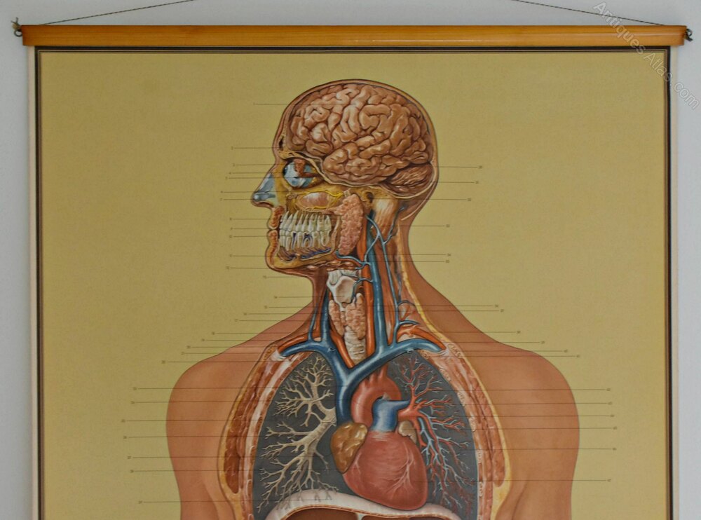 Antiques Atlas - Adam Rouilly Medical Chart CG10 Head Neck & Chest ...