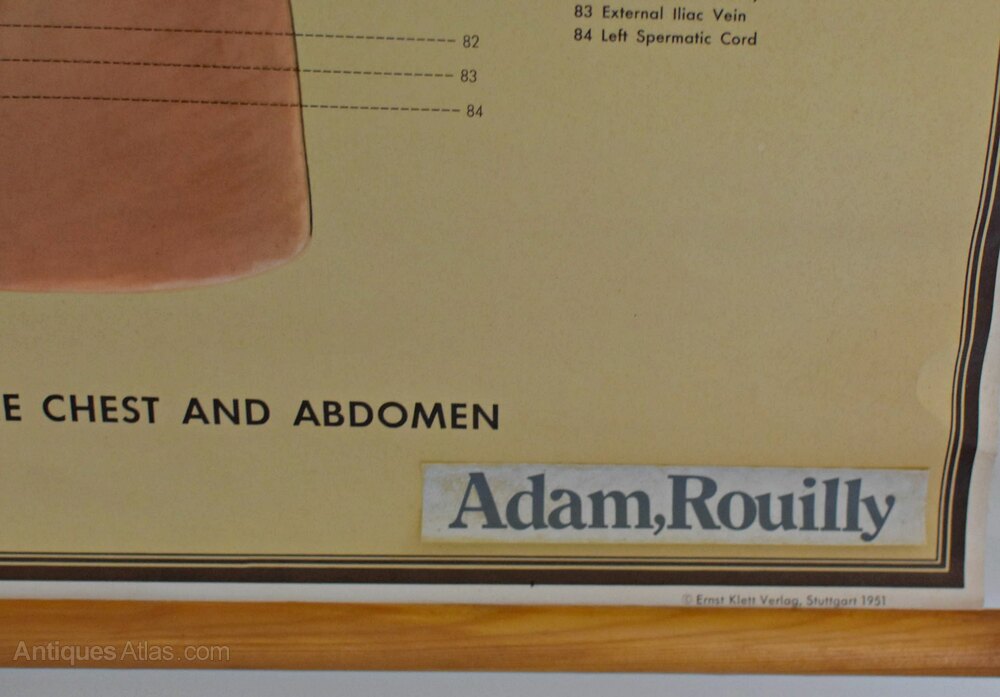 Antiques Atlas - Adam Rouilly Medical Chart CG10 Head Neck & Chest ...