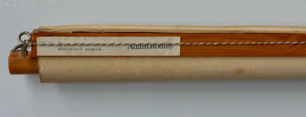 Antiques Atlas - Adam Rouilly Medical Chart CG10 Head Neck & Chest ...