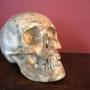 Antiques Atlas - Artists Plaster Skull as944a1058 / 1250