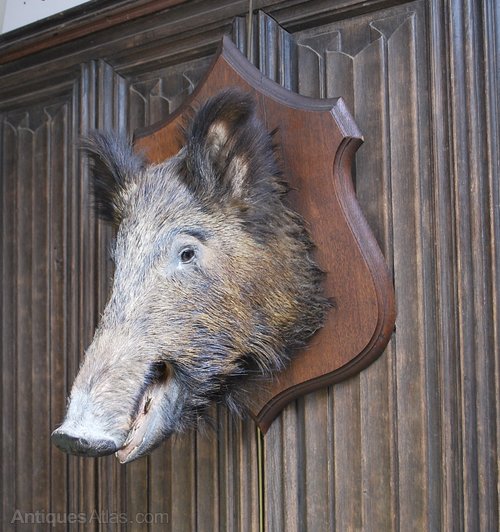 Antiques Atlas - Wild Boar Taxidermy Trophy