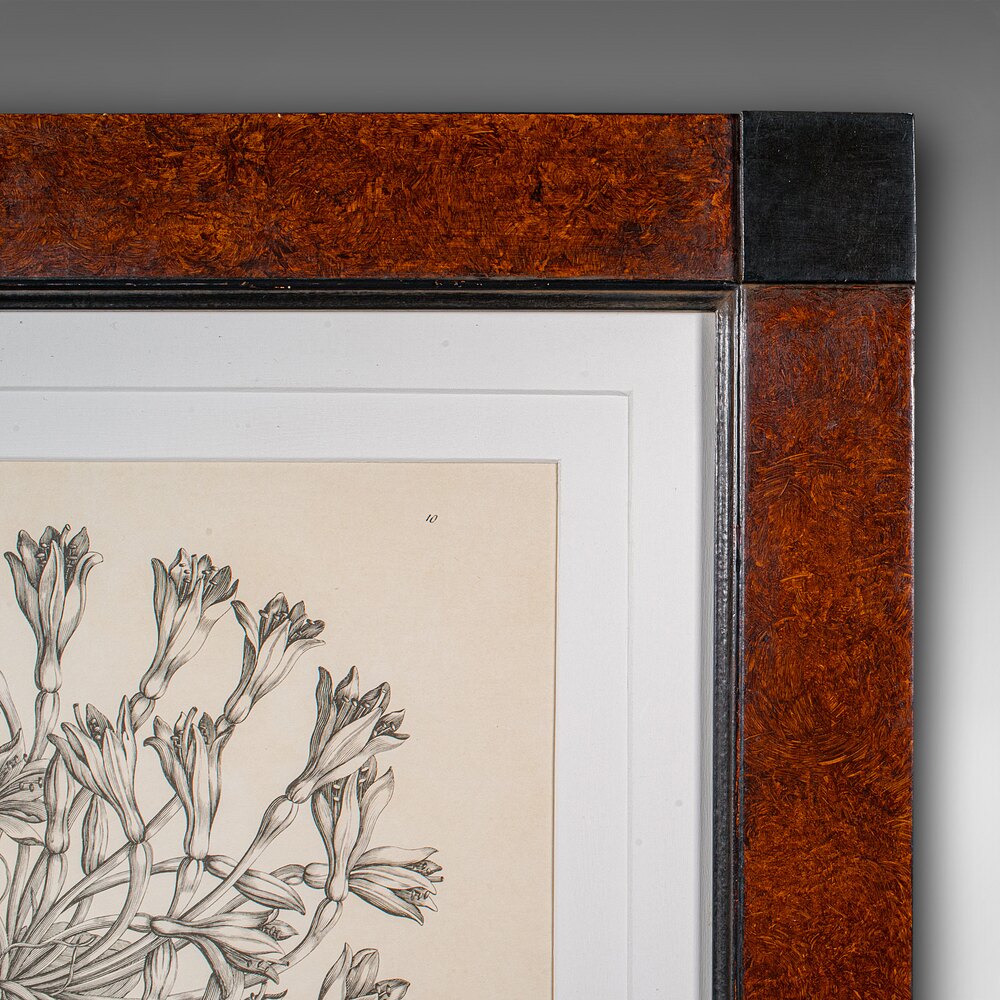 Antiques Atlas - Large Vintage Framed Botanical Print, English, Art ...