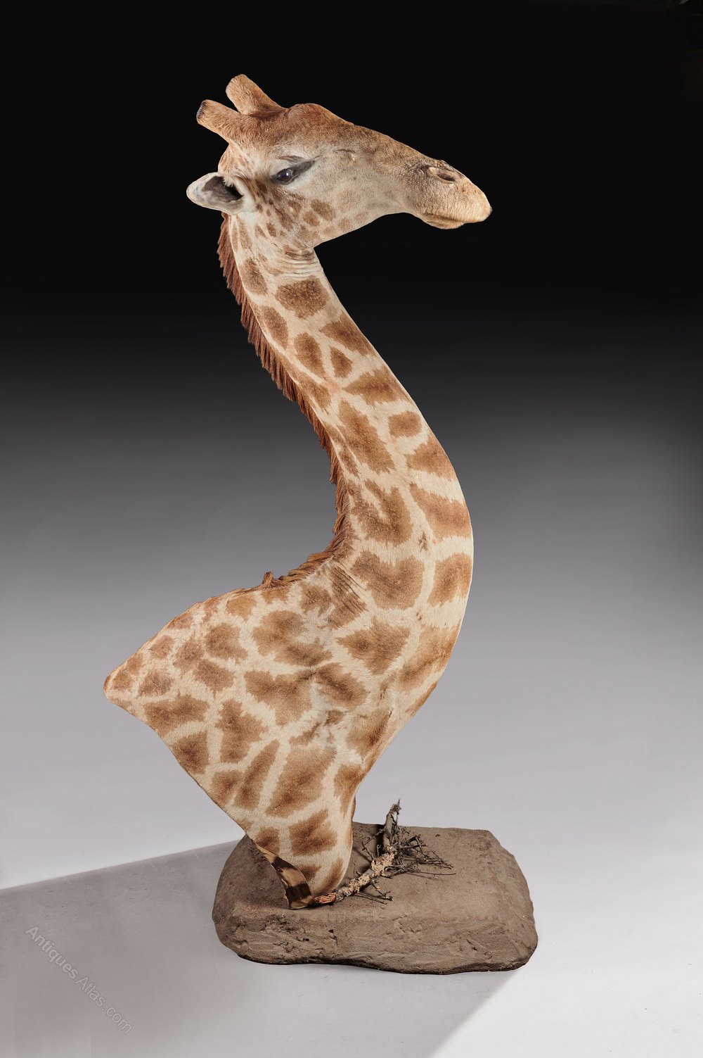 Antiques Atlas - Rare Taxidermy African Bull Giraffe 2.75m High