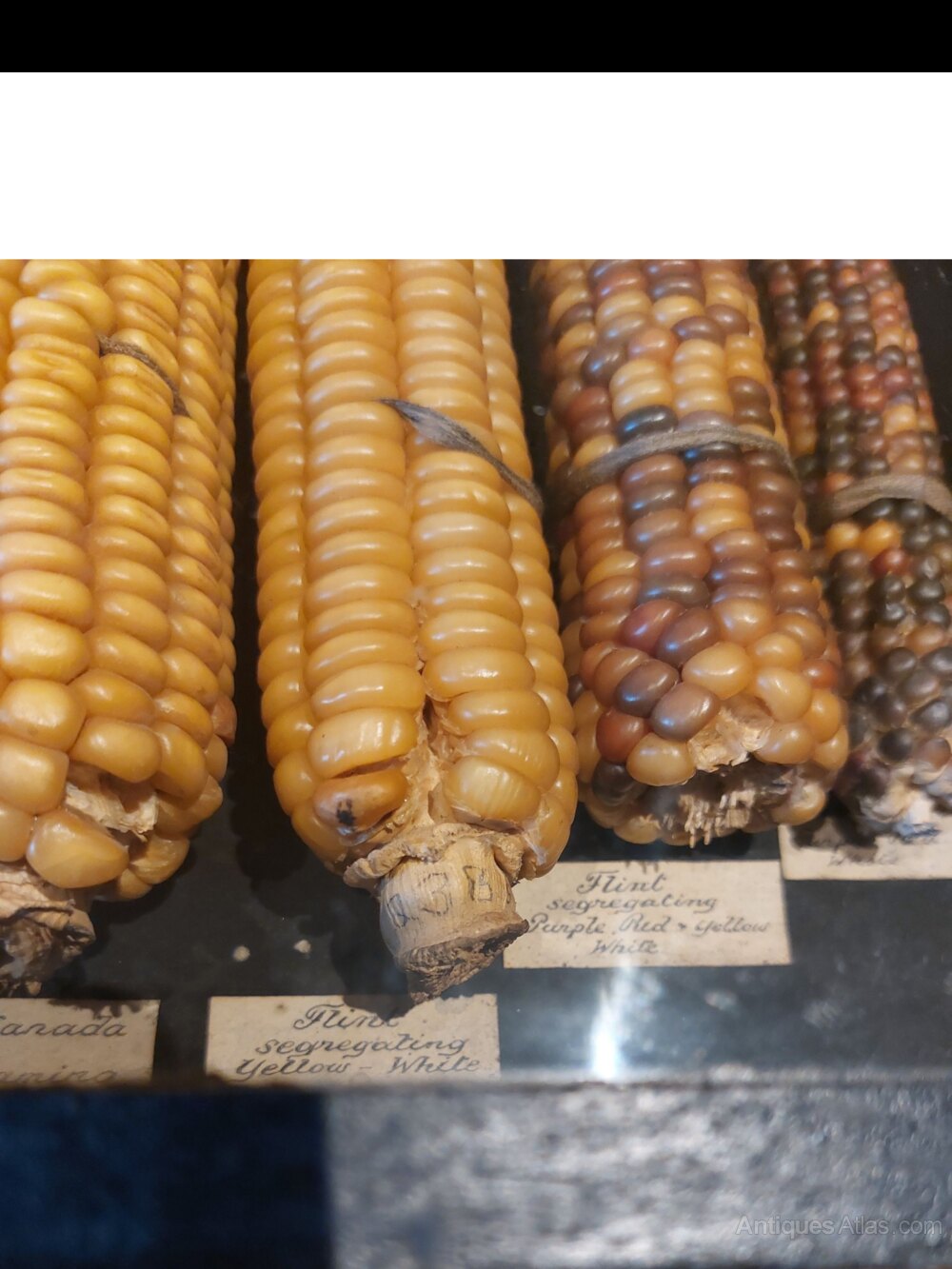 Antiques Atlas - Cased Corn On The Cob Specimens as1084a517 / AA/517/08/52