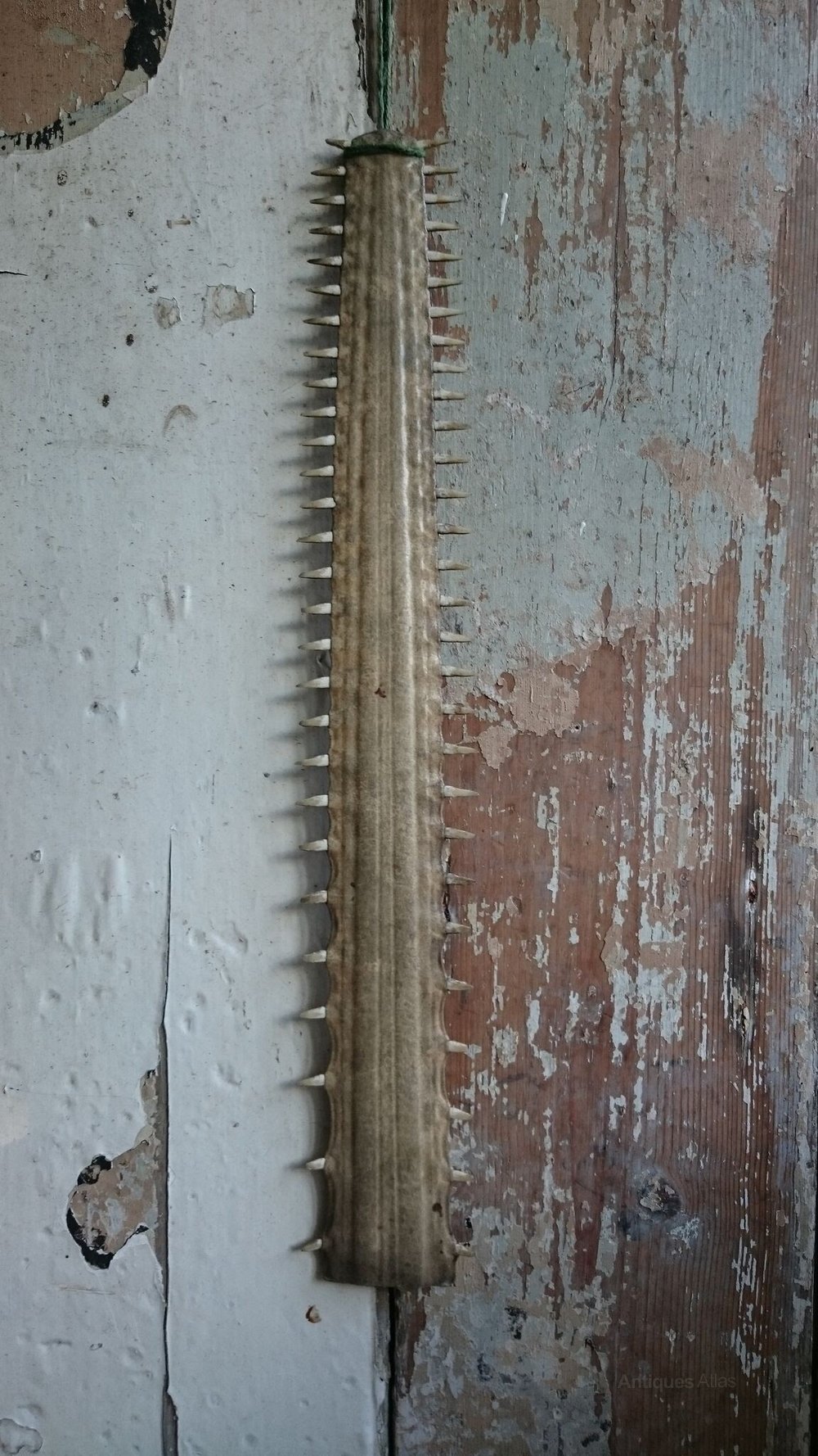 Antiques Atlas - Saw Fish Rostrum