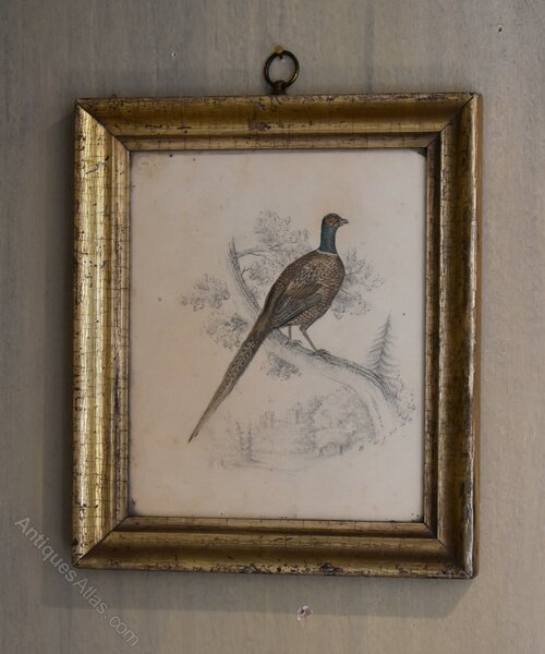 Antiques Atlas - Regency Watercolour Of A Pheasant