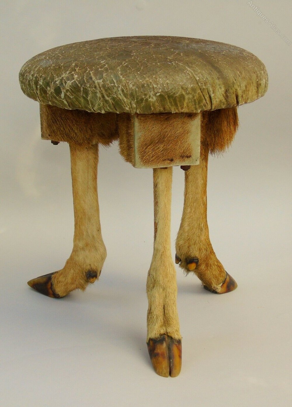 Antique Roe Deer Foot Taxidermy Stool Antiques Atlas Antique Roe Deer Foot Taxidermy Stool Antiques Atlas