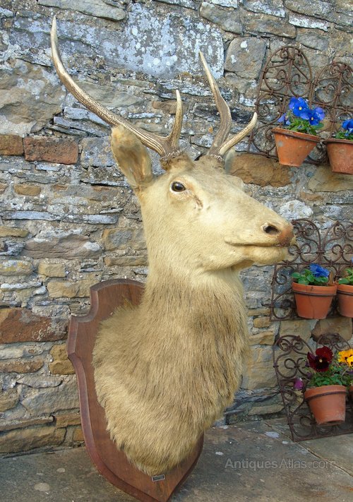 Antiques Atlas - Antique Taxidermy Stags Head as623a2868