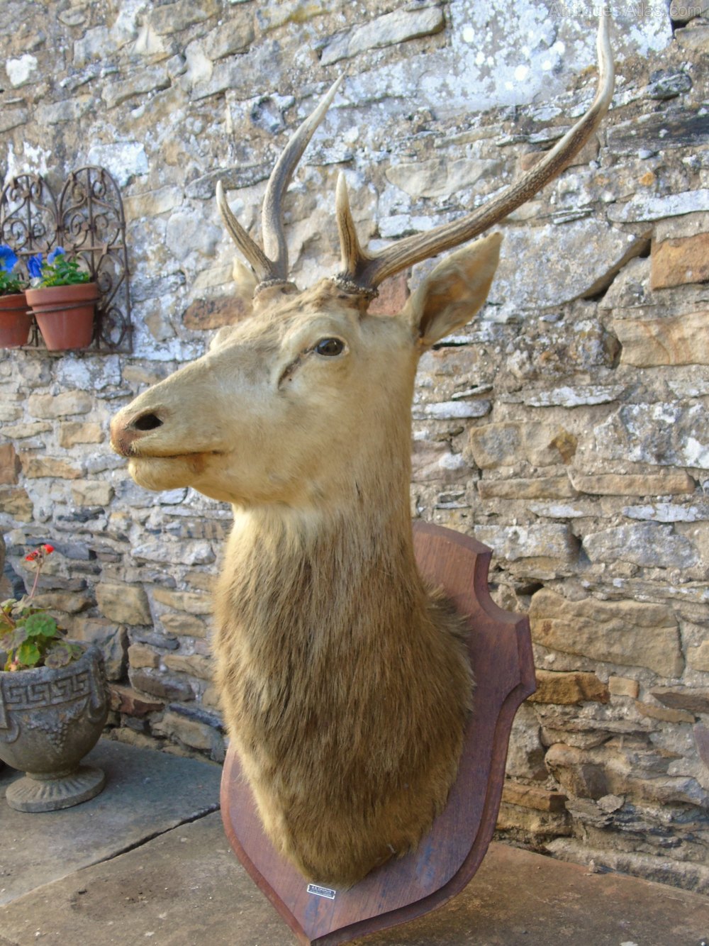 Antiques Atlas - Antique Taxidermy Stags Head as623a2868