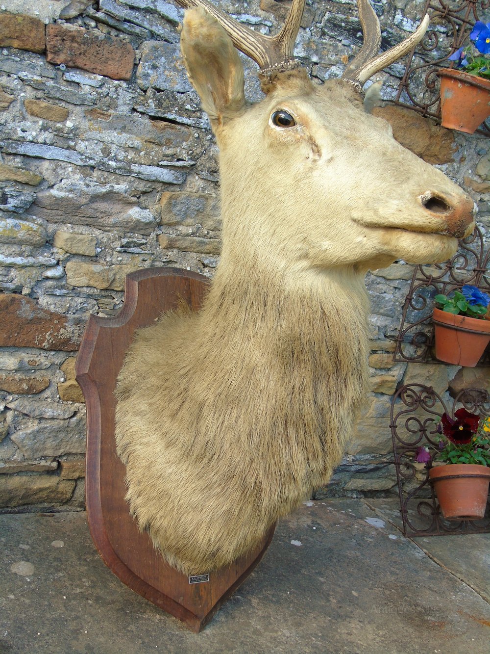 Antiques Atlas - Antique Taxidermy Stags Head as623a2868