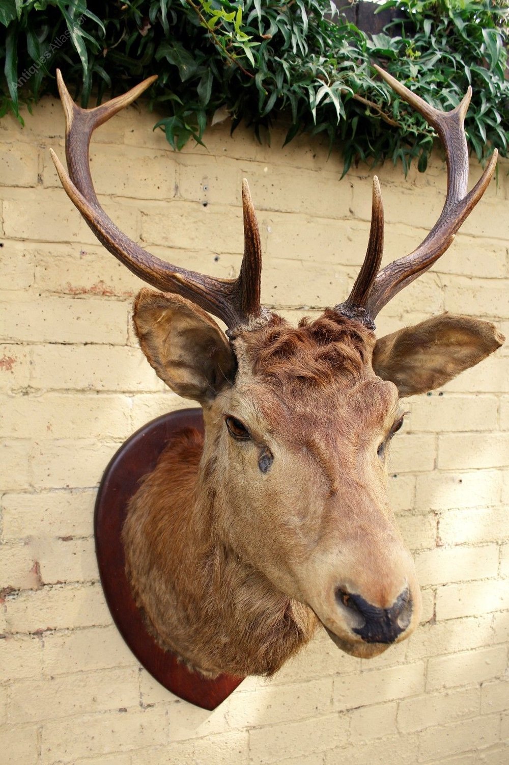 Antiques Atlas - Good Victorian Stags Head Taxidermy as623a1454