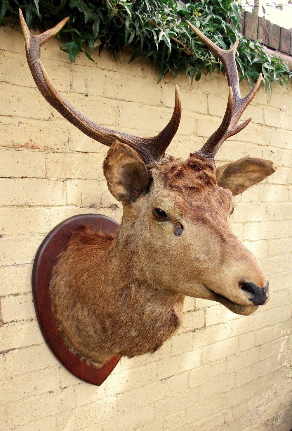 Antiques Atlas - Good Victorian Stags Head Taxidermy as623a1454