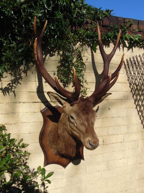Antiques Atlas - Imposing Fine Large Stags Head With 10 Points as623a765