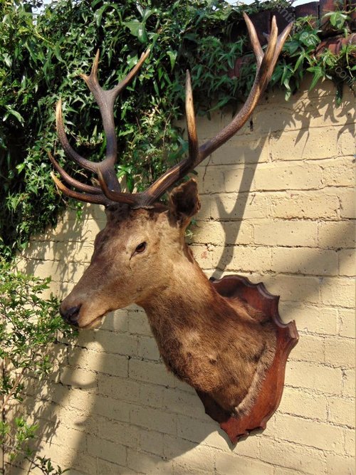 Antiques Atlas - Impressive Victorian Large Stags Head With 14 Points