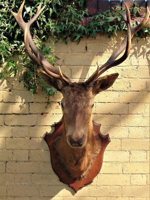 Antiques Atlas - Impressive Victorian Large Stags Head With 14 Points