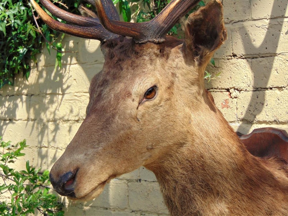 Antiques Atlas - Impressive Victorian Large Stags Head With 14 Points