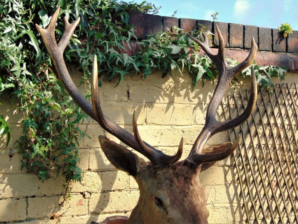 Antiques Atlas - Impressive Victorian Large Stags Head With 14 Points