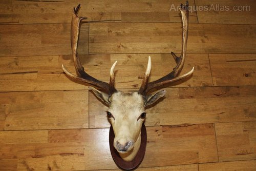 Antiques Atlas - Vintage Taxidermy Deer Full Head Red Deer Mount as623a337