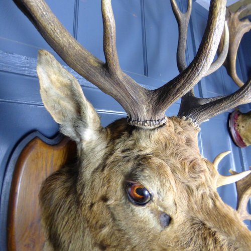 Antiques Atlas - Large Taxidermy Royal Stag