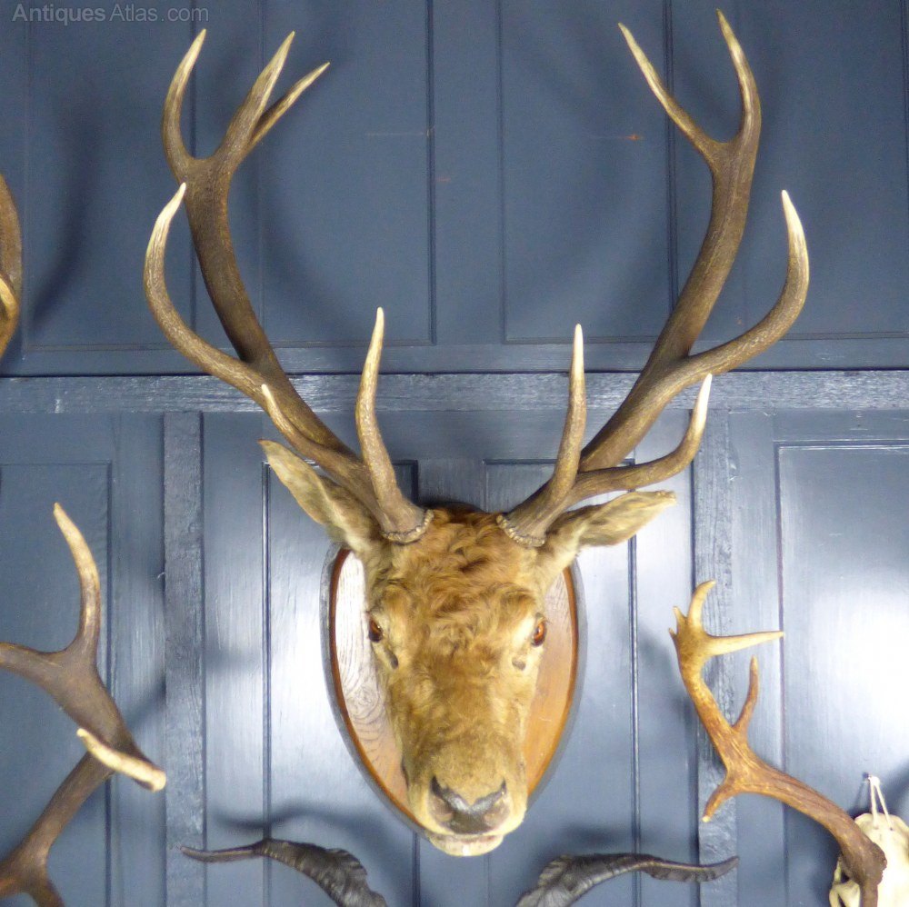 Antiques Atlas - Large Taxidermy Royal Stag