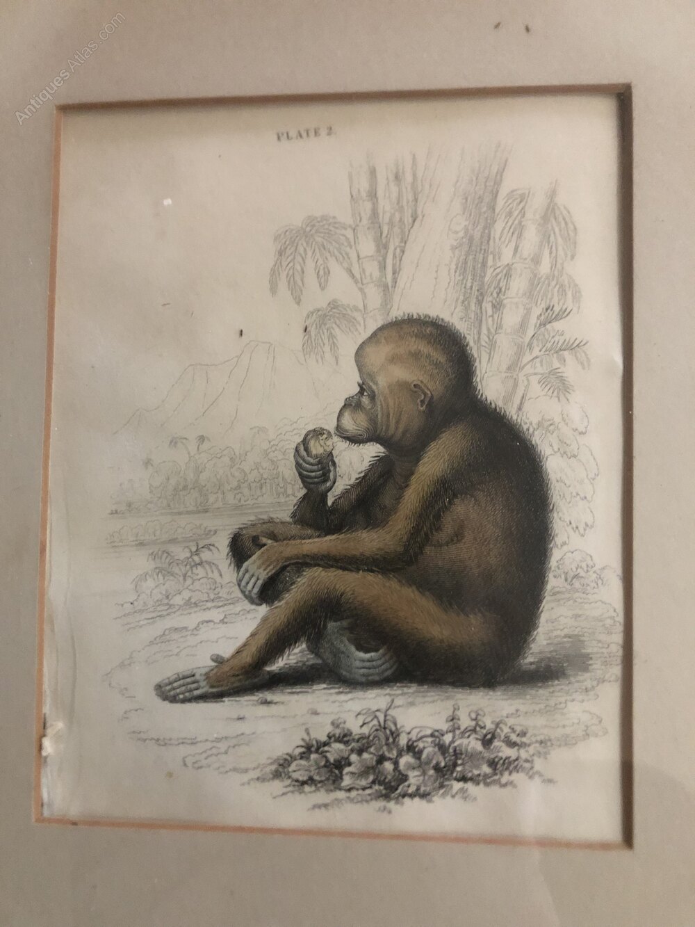 Antiques Atlas - Set Of Antique Monkey Engravings By Lizar as1107a217 ...