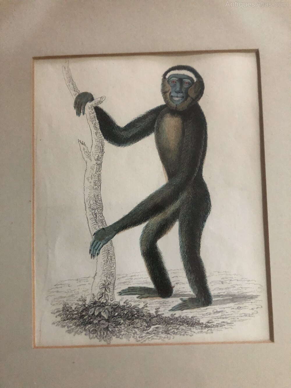 Antiques Atlas - Set Of Antique Monkey Engravings By Lizar as1107a217 ...