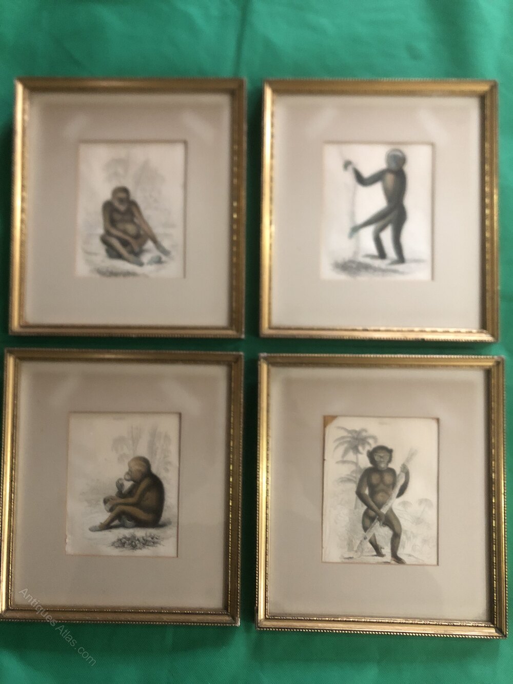 Antiques Atlas - Set Of Antique Monkey Engravings By Lizar as1107a217 ...