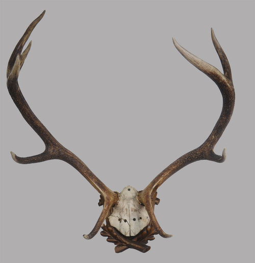 Antiques Atlas - Set Of Nine Point Stag Antlers as135a846
