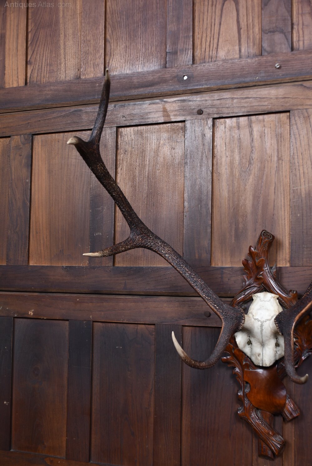 Antiques Atlas - 10 Point Stag Skull With Black Forest Mount as856a2586 ...